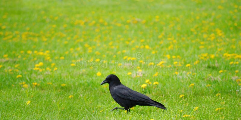 Walking Crow stock image. Image of bird, avian, wild, animal - 5320047