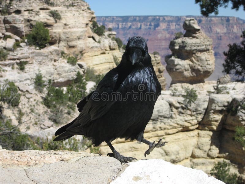 Walking crow stock image. Image of funny, walk, animals - 42158045