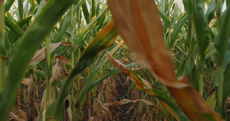 Walking through Dense Cornfields with Leaves Brushing Against the ...