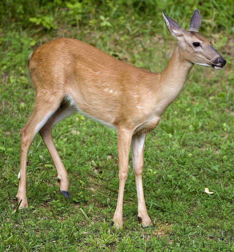 Walking doe stock image. Image of brown, whitetailed, insects - 6049203