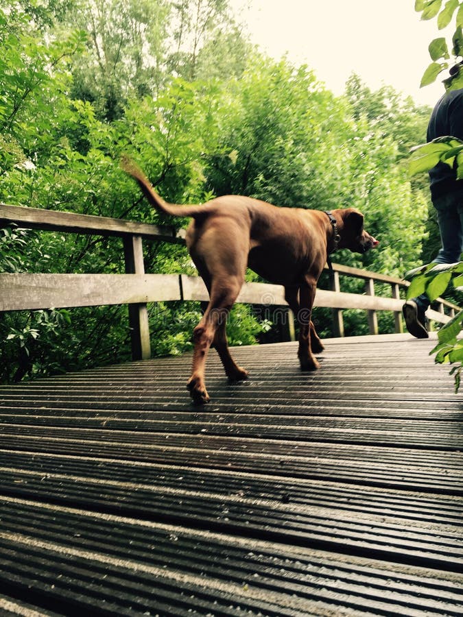 Walking dog stock image. Image of walking, bridge, cute - 95385583