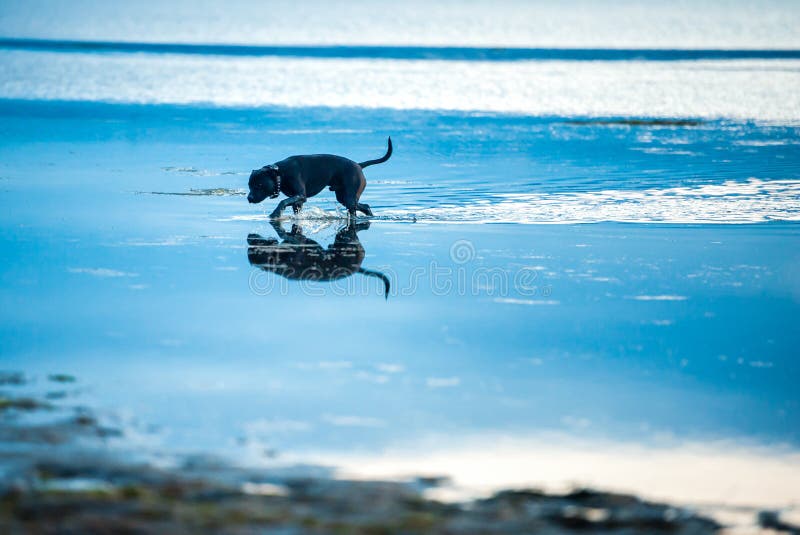 Walking the dog stock photo. Image of black, playing - 57423544