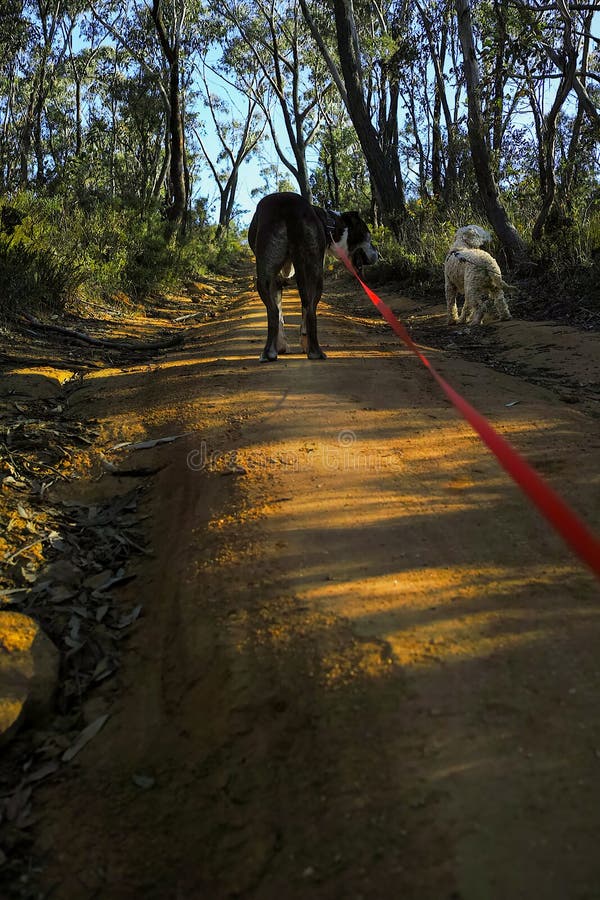 Walking Dogs in the Australian Bush Stock Image - Image of play, happy ...