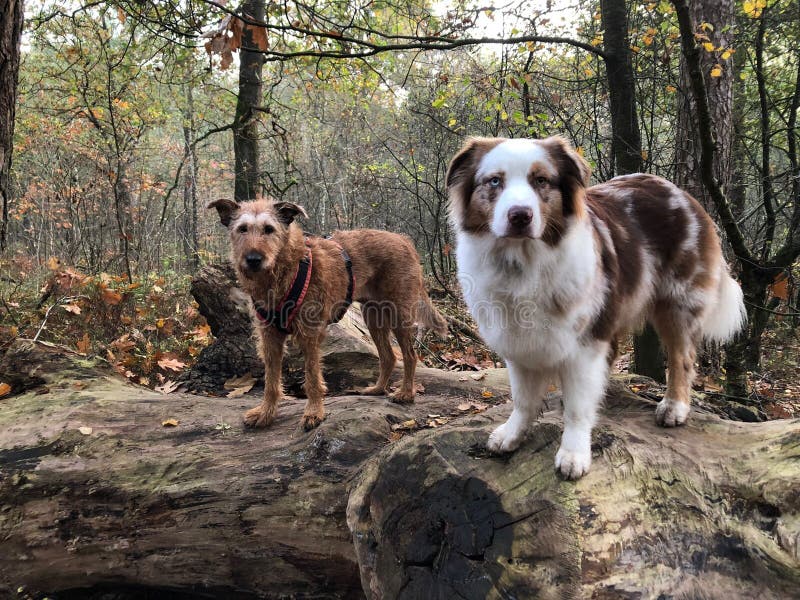 Walking the Dogs in the Forest Stock Photo - Image of terrier, forest ...