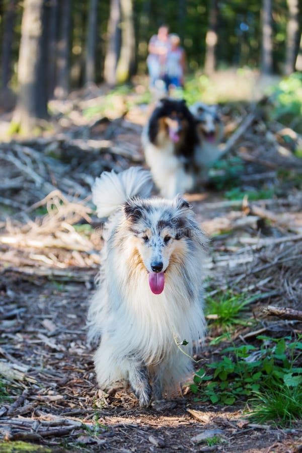 Walking with Dogs in the Forest Stock Photo - Image of walk, path: 78343106