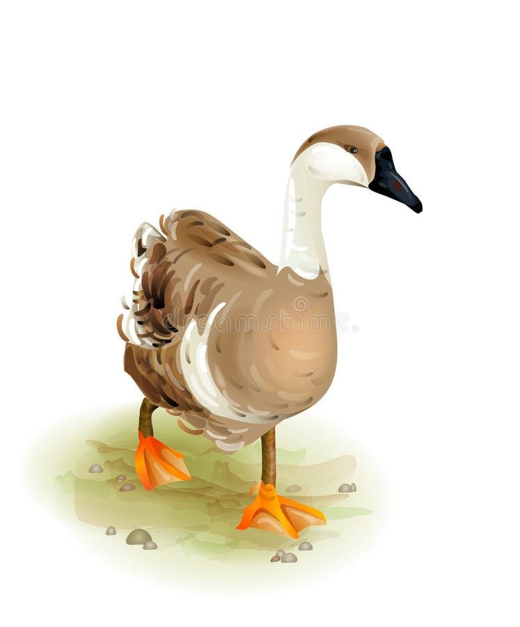 Domestic Goose African Cartoon Vector Illustration Stock Vector ...