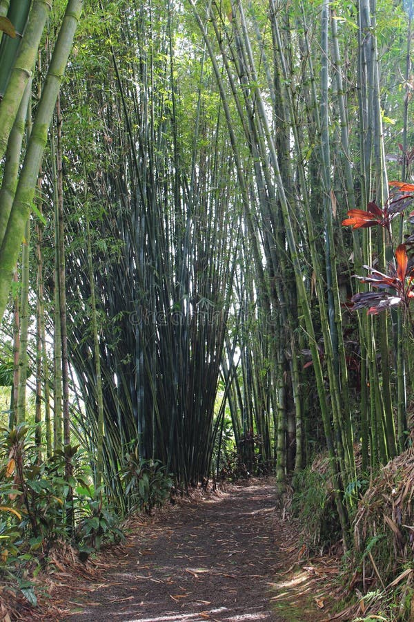 Walking Down a Path through a Bamboo Forest in Haiku, Maui, Hawaii ...