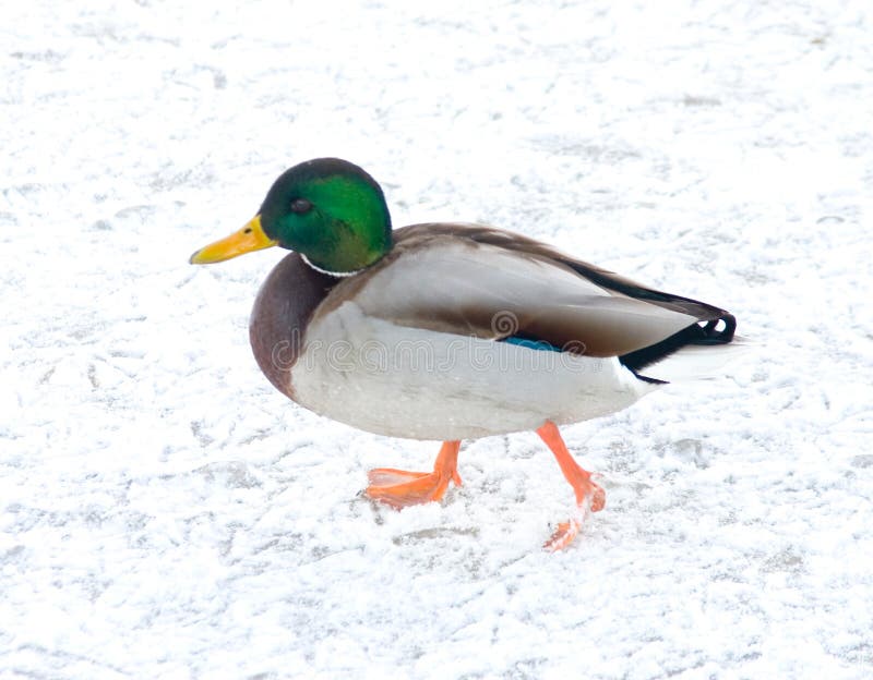 Walking duck stock photo. Image of duck, pond, beak, lake - 7663746