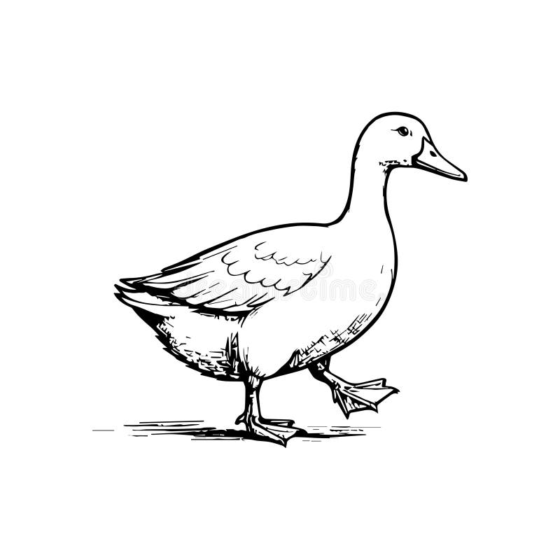 Walking Duck Line Art Illustration for Coloring Book Stock Illustration ...