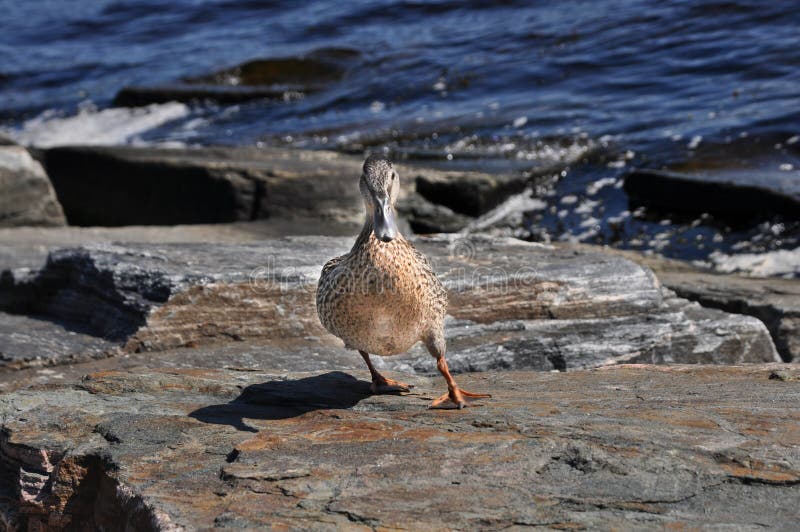 The walking duck stock photo. Image of attitude, duck - 88600868