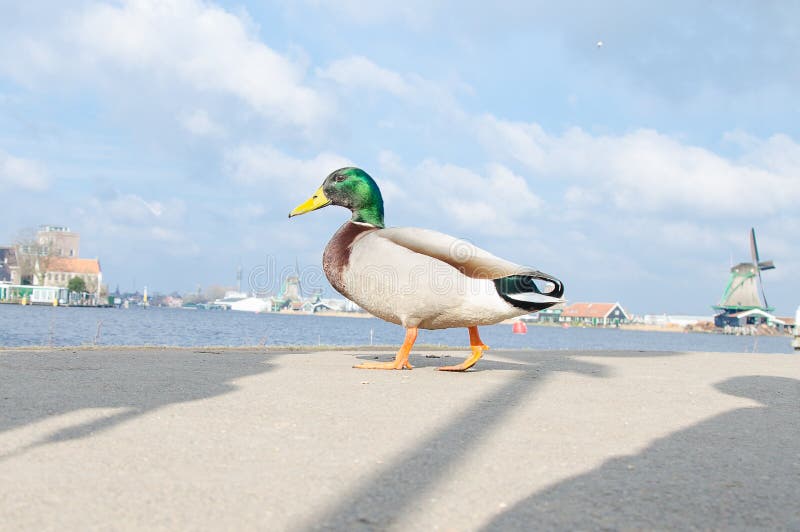 Duck at the windmills stock image. Image of farm, europe - 110923983
