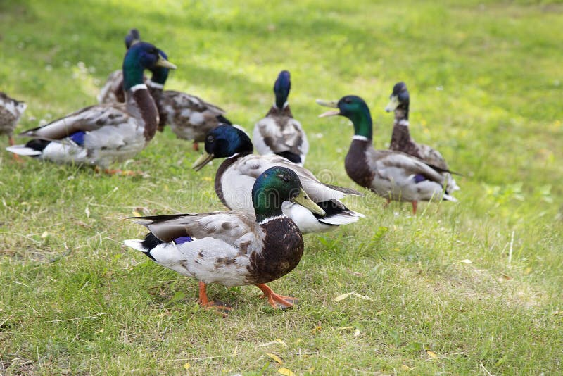 The Walking Ducks stock image. Image of leisurely, side - 127651101