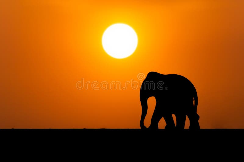 Walking Elephant Silhouette during Evening and Sun at Background. Copy ...
