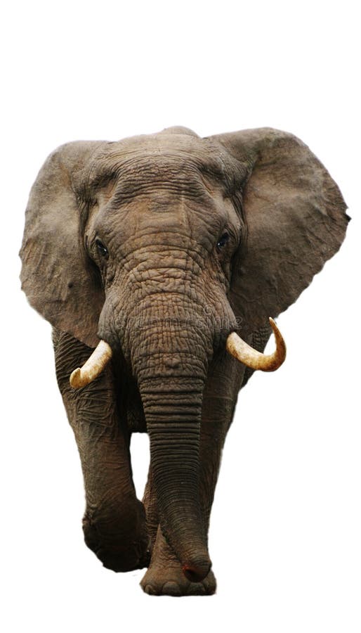 Walking elephant stock photo. Image of mammal, trunk - 14536694