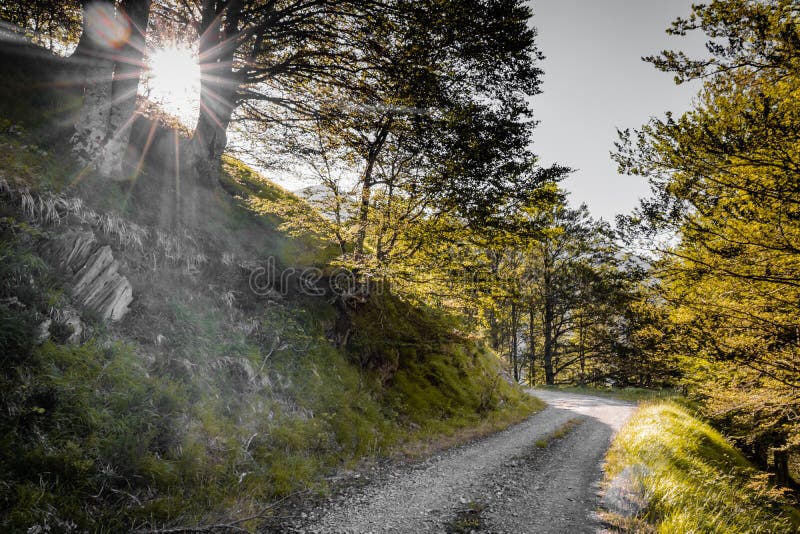 Walking on Empty Mountain Forest Pathway, Alone with Nature Stock Photo ...