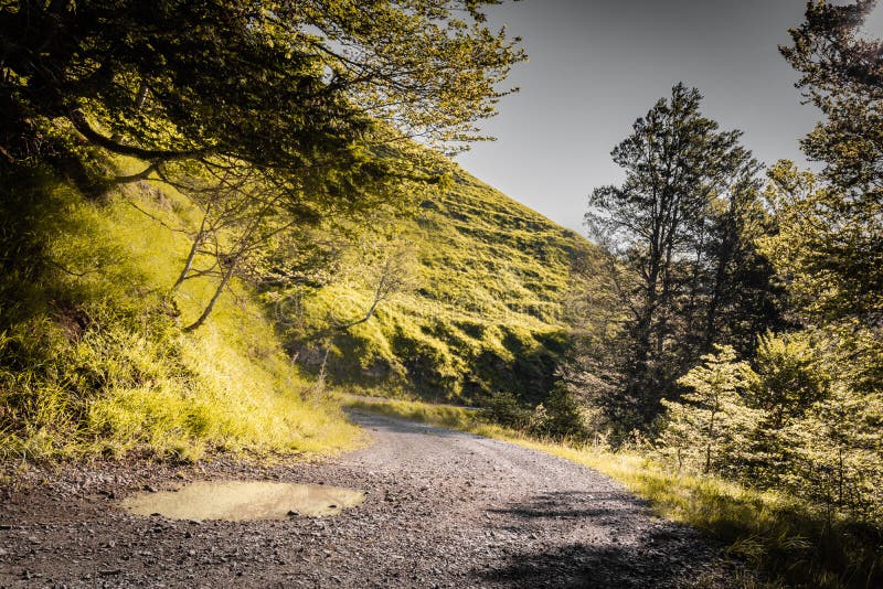 Walking on Empty Mountain Forest Pathway, Alone with Nature Stock Photo ...