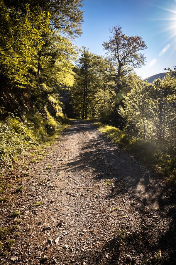 Walking on Empty Mountain Forest Pathway, Alone with Nature Stock Photo ...