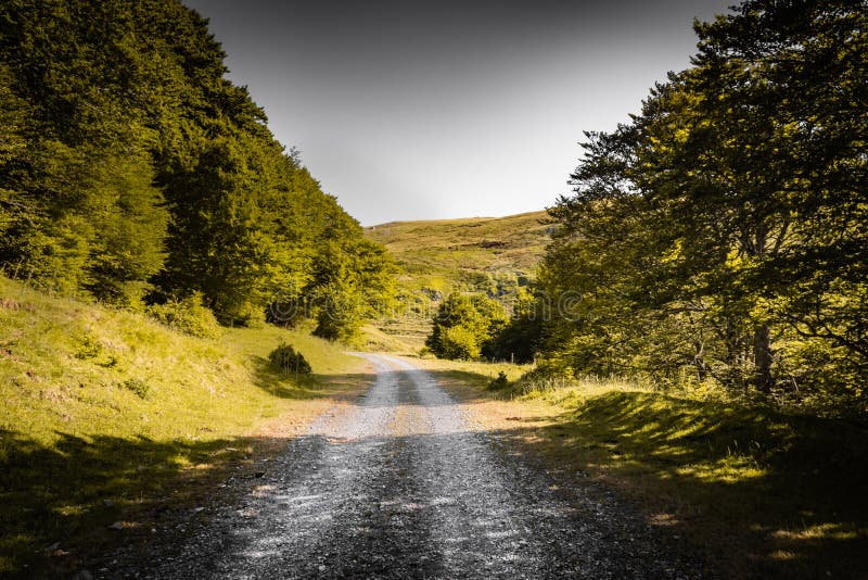 Walking on Empty Mountain Forest Pathway, Alone with Nature Stock Image ...