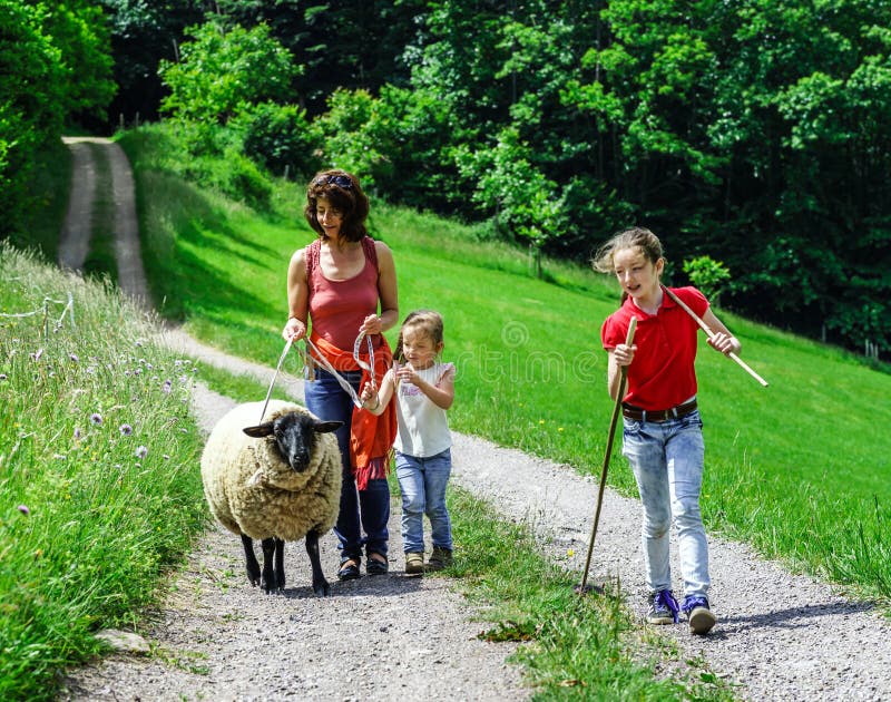 Walking with the Farm Sheep Stock Photo - Image of happiness, rest ...