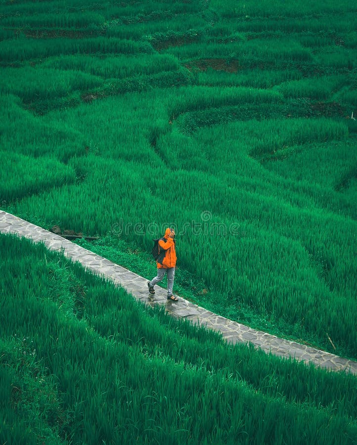 A man walking in fields stock photo. Image of fields, harvest - 6055506