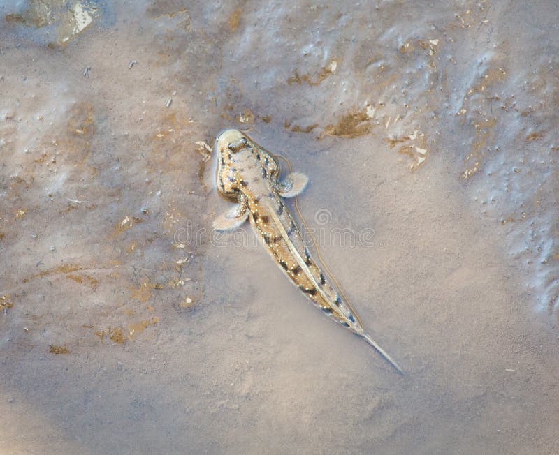 Walking fish mudskipper stock photo. Image of fins, mudskipper - 22356628