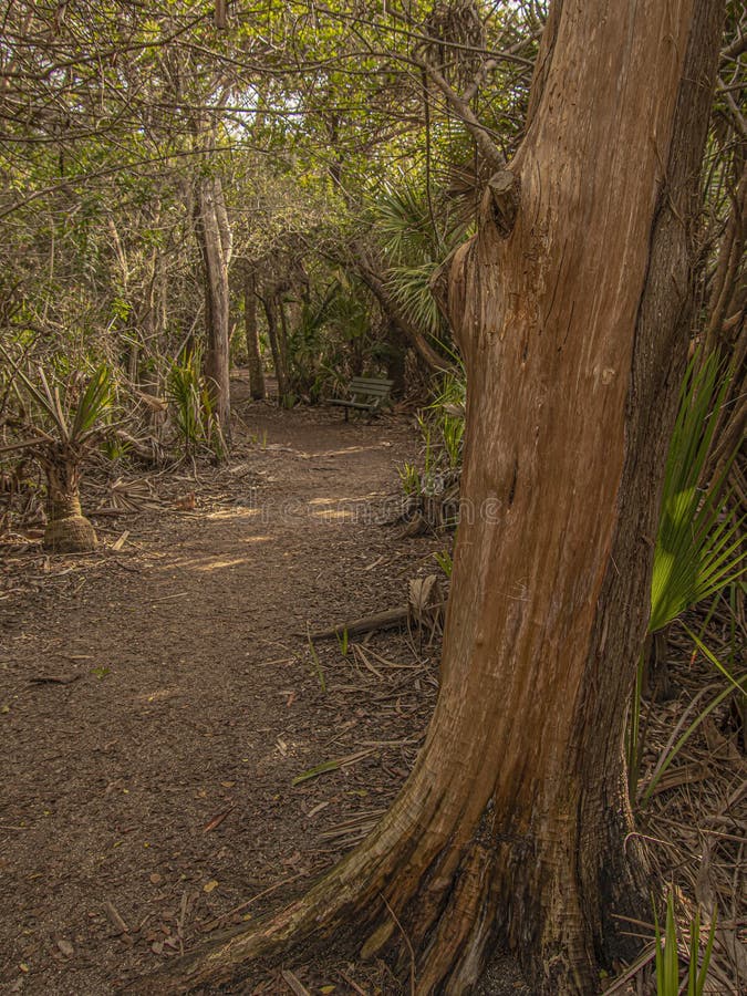 Walking through a Florida Forest with a Textured Cypress Tree in the ...
