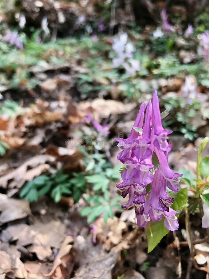 Walking among Flowers in the Swiss Alps Stock Image - Image of ...
