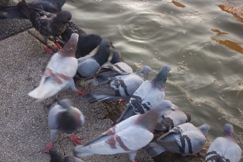 Walking and Flying Pigeons on a Square Pavement Stock Photo - Image of ...