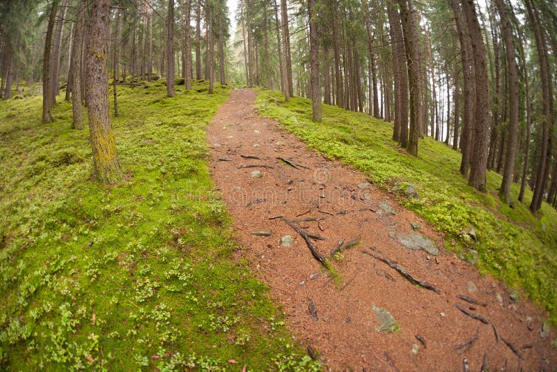 Walking into the Forest Long a Path in a Cloudy Day. No People a Stock ...