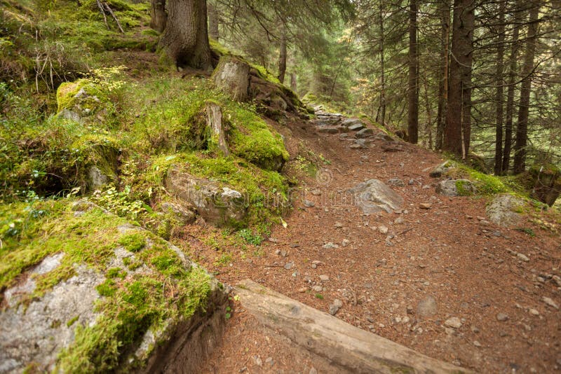 Walking into the Forest Long a Path in a Cloudy Day. No People a Stock ...