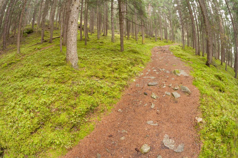 Walking into the Forest Long a Path in a Cloudy Day. No People a Stock ...