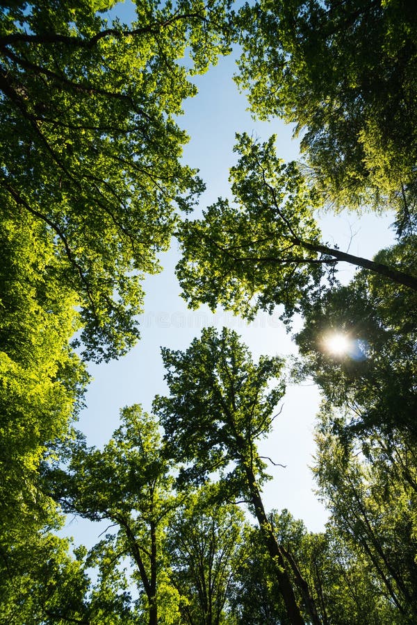 Walking into a Forest Looking Up in a Sunny Day, Beautiful Green Trees ...