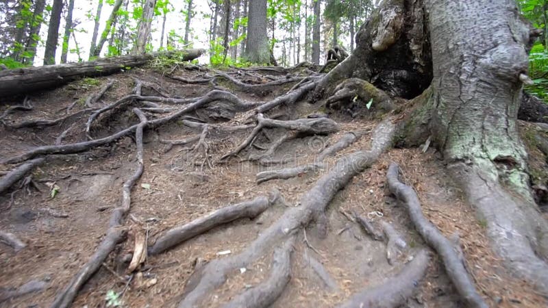 Walking through the Forest with an Overview of the Land with Tree Roots ...