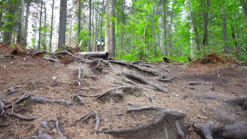 Walking through the Forest with an Overview of the Land with Tree Roots ...
