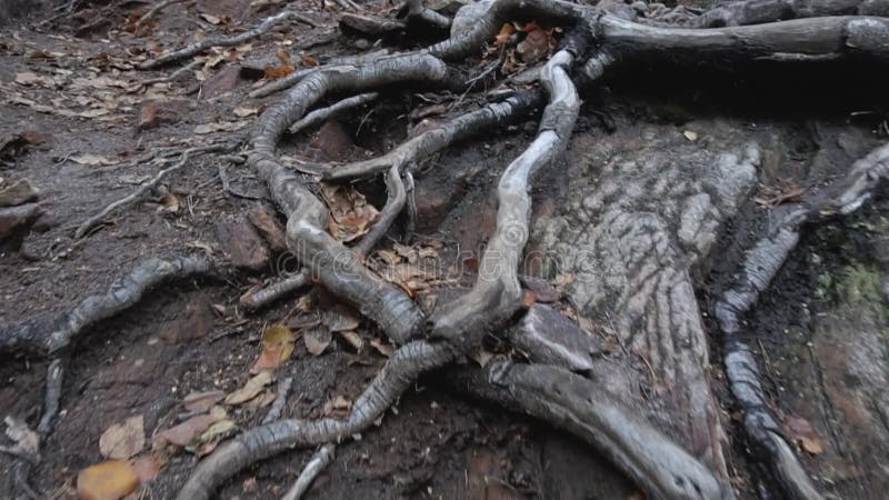 Walking through the Forest with an Overview of the Land with Tree Roots ...