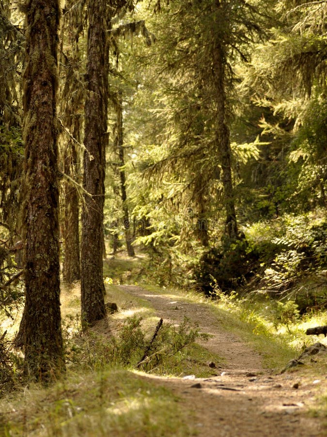 Feel the Elements of the Forest Stock Image - Image of lost, walking ...