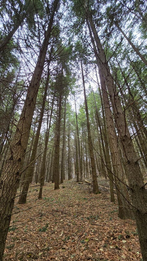 Walking through a Forest among Tall Trees with Bare Branches and ...