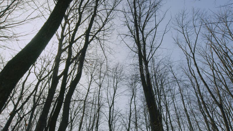 Walking through Forest. Wooded Environment Beauty with Bare Deciduous ...