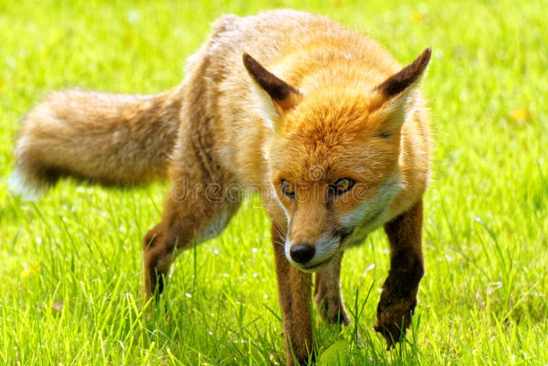 Walking Fox stock image. Image of meadow, animal, ears - 59841193