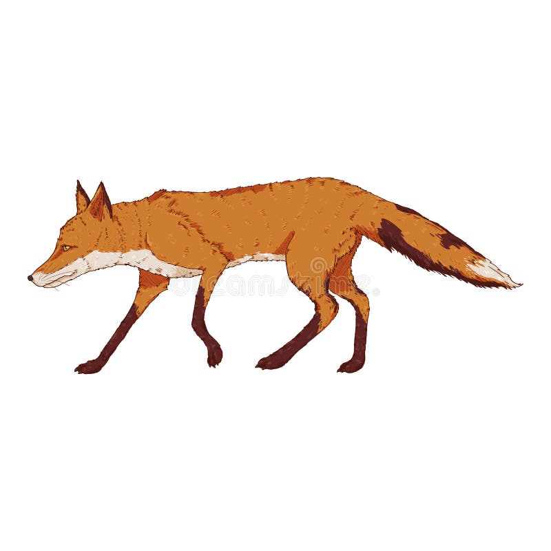 Cartoon Fox Side Stock Illustrations – 471 Cartoon Fox Side Stock ...