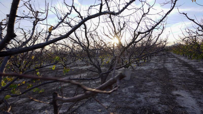 Gimbal Shot Walking among Fruit Trees in Winter Stock Video - Video of ...