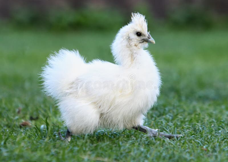 Silkie Baby Chicks