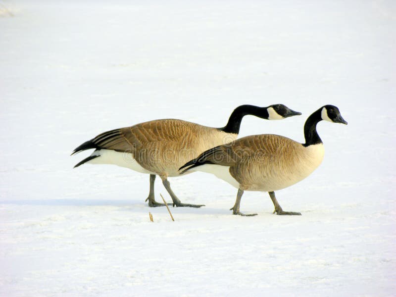 Walking Geese stock photo. Image of frozen, outdoors, geese - 94178