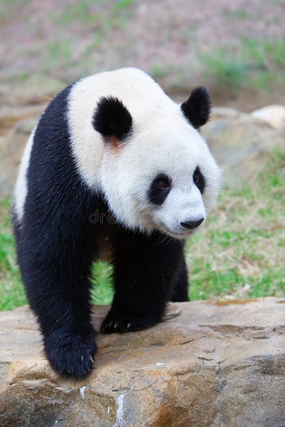 Walking giant panda stock photo. Image of panda, travel - 16644196