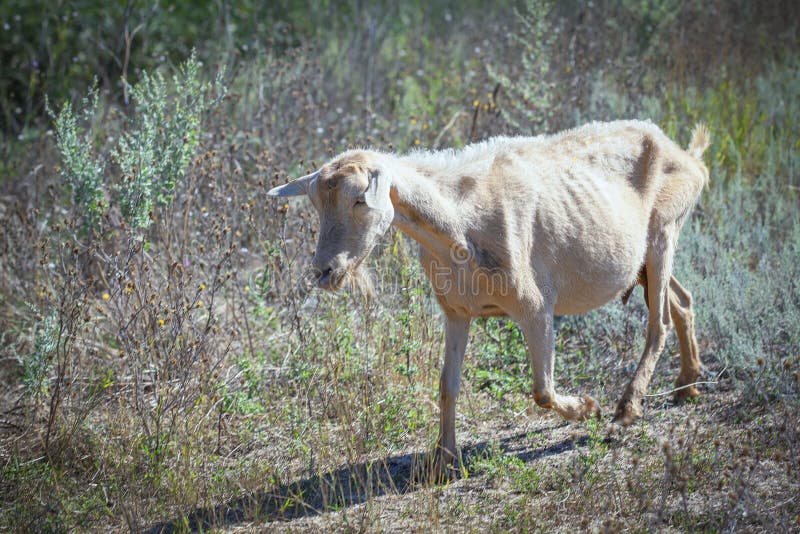 Walking goat stock photo. Image of agriculture, green - 130599068