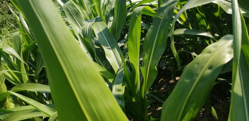 Walking in the Green Healthy Corn Fields Stock Photo - Image of healthy ...