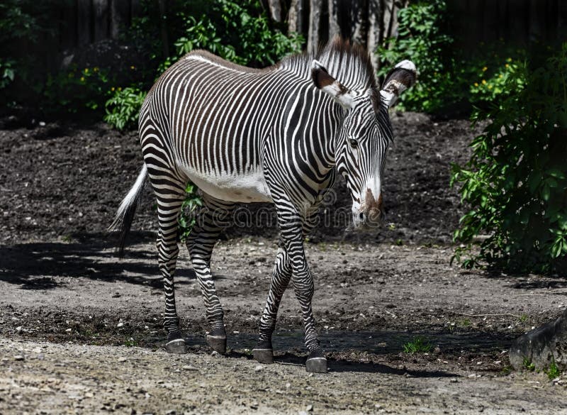 Walking Grevy zebra 1 stock image. Image of view, nice - 374459015
