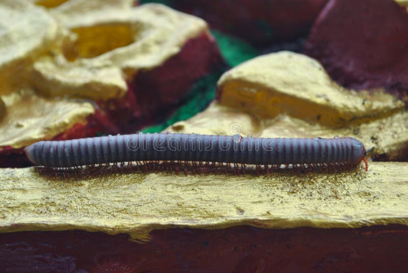 Centipede Caught in the Ground while Raining Stock Image - Image of ...