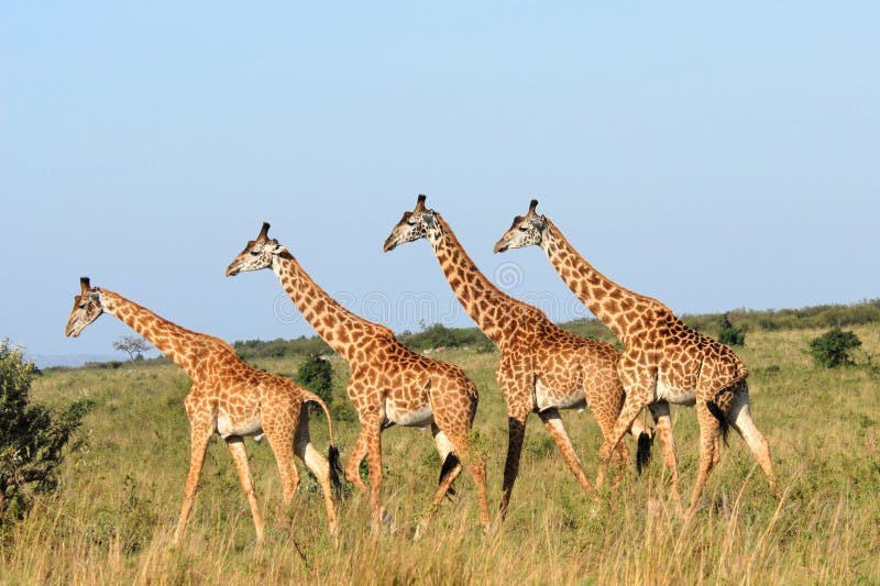 Walking group of giraffes stock image. Image of animal - 9093391