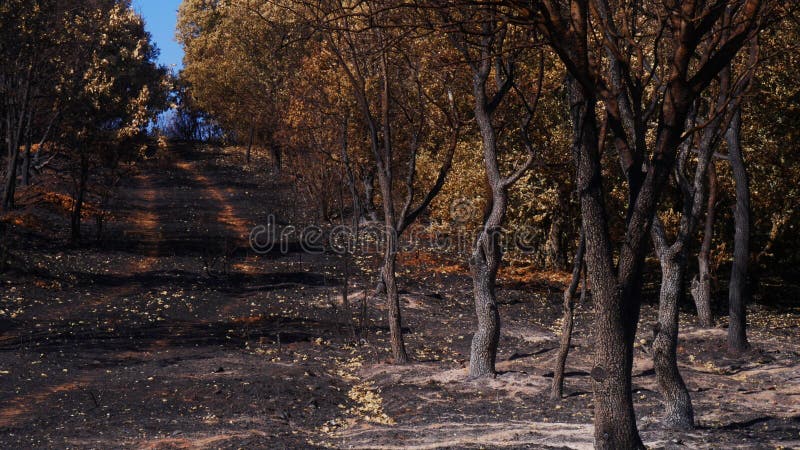 827 Winter Forest Path Birds Stock Photos - Free & Royalty-Free Stock ...